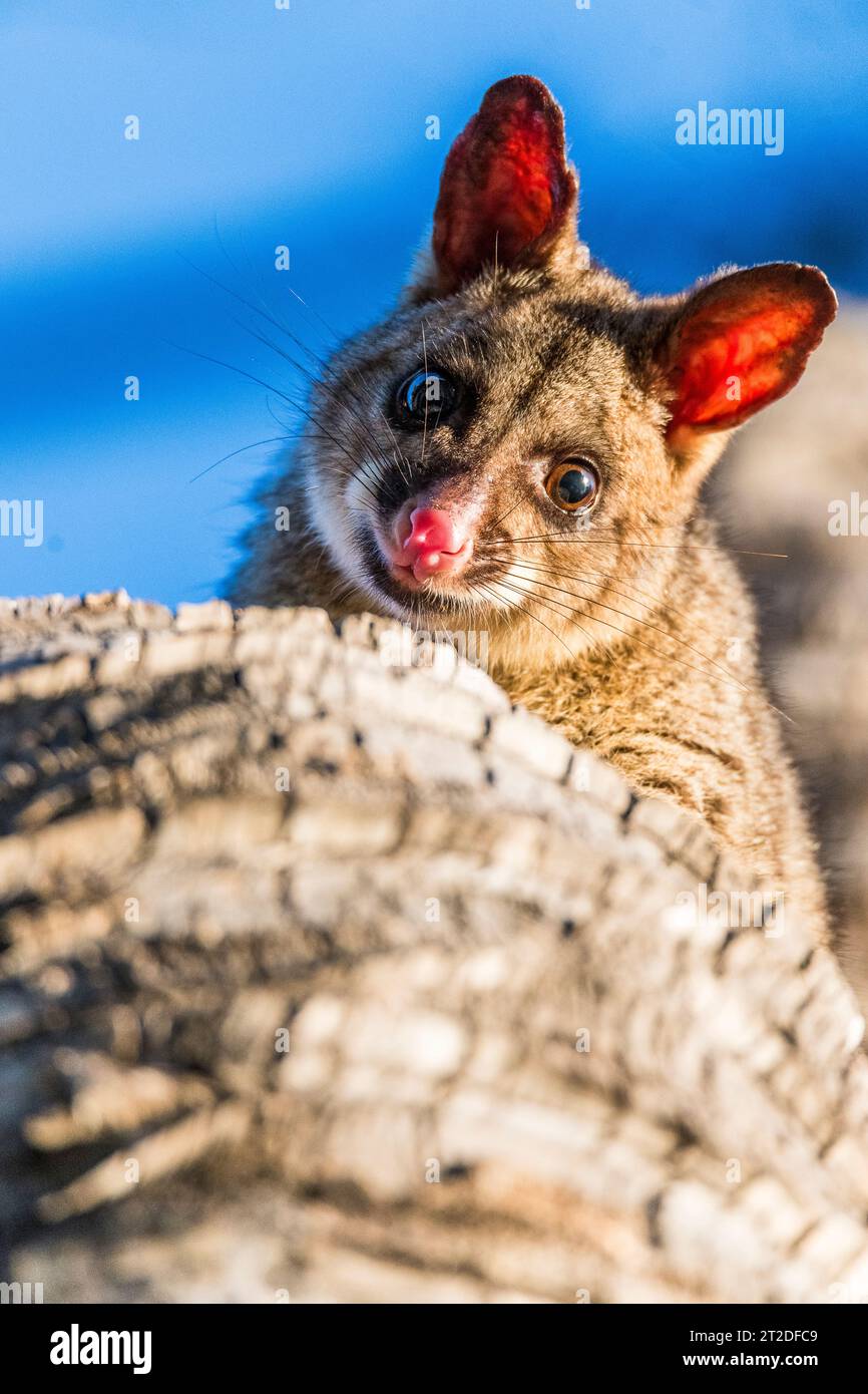 The common brushtail possum (Trichosurus vulpecula) is a nocturnal ...