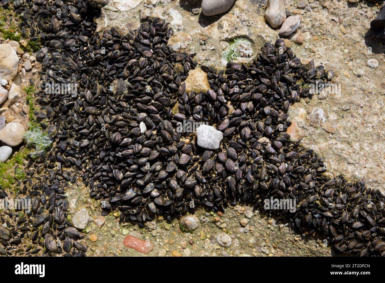 Mytilaster minimus, the dwarf mussel or variable mussel Stock Photo - Alamy