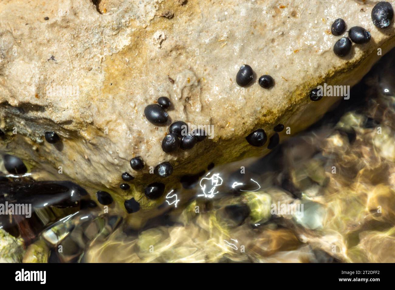 Theodoxus jordani is a species of freshwater snail Stock Photo - Alamy