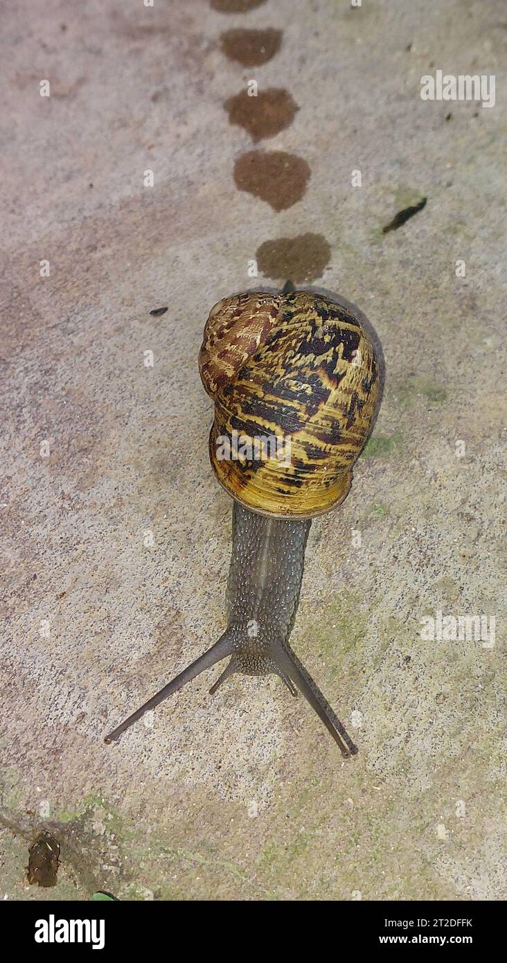 Cornu escargot hi-res stock photography and images - Alamy