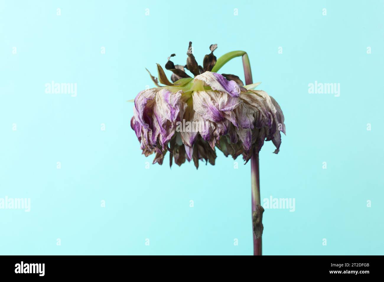 Wilting flower against blue background. Wilted dahlia close up Stock ...