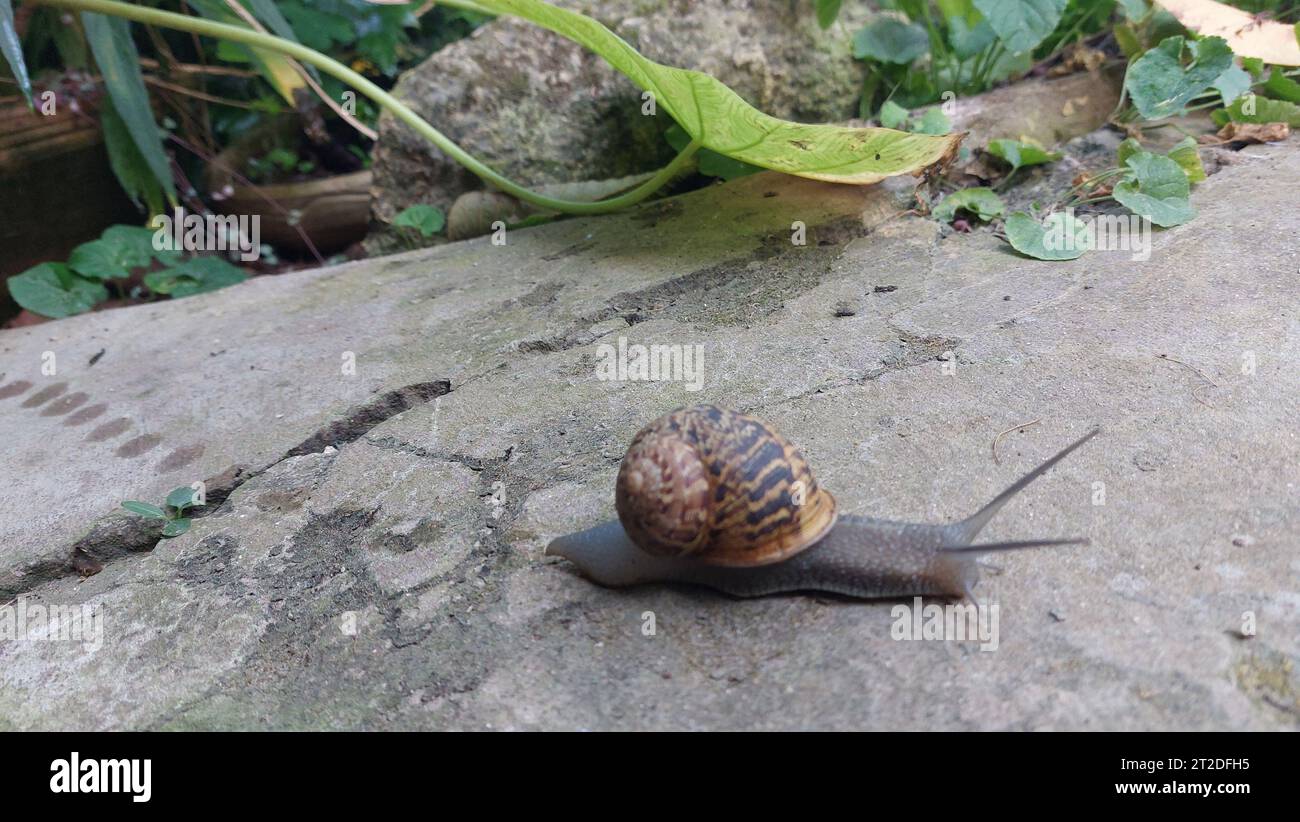 European Garden snail Cornu aspersum Stock Photo - Alamy