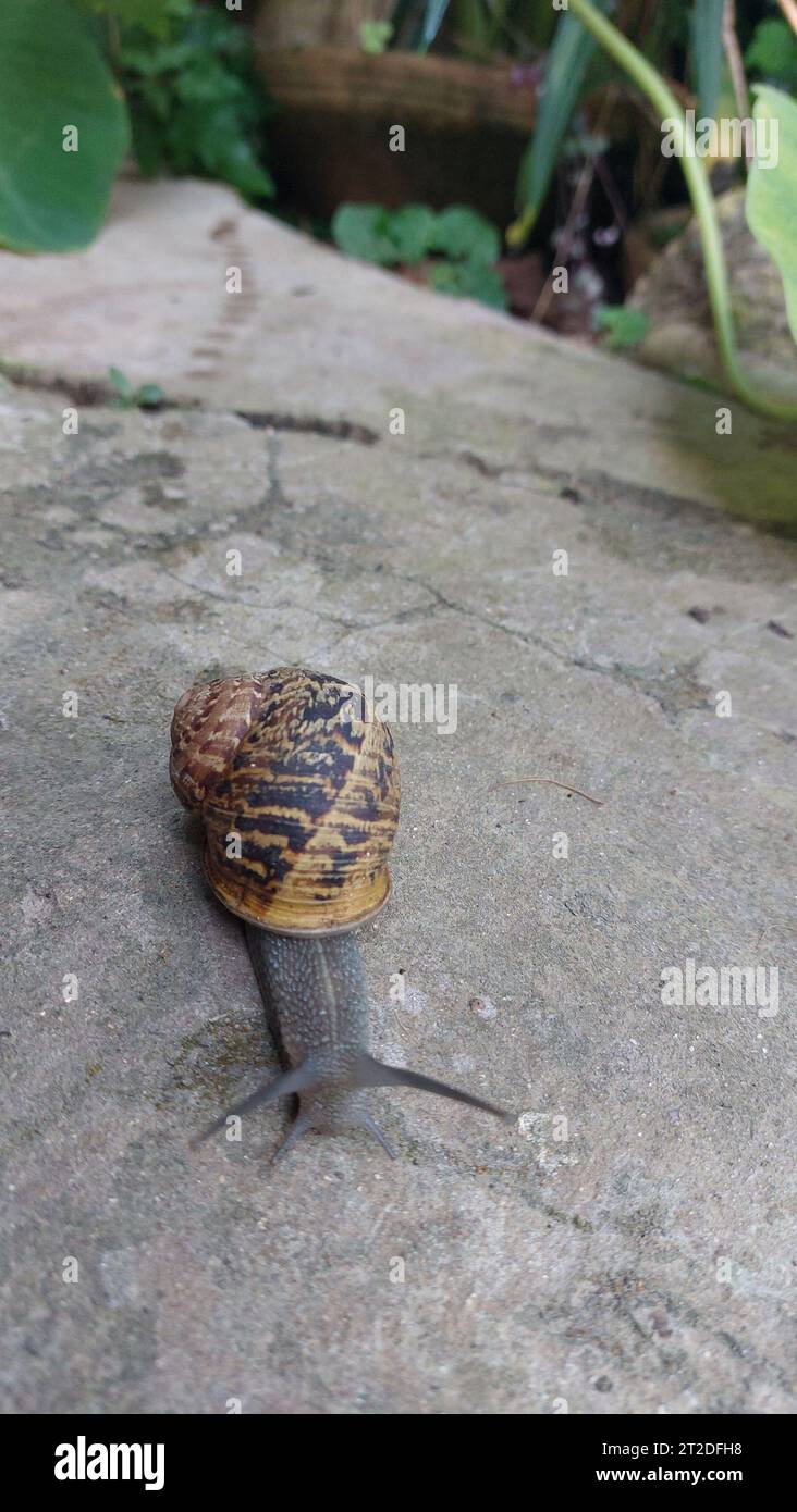 Mediterranean garden snail hi-res stock photography and images - Alamy