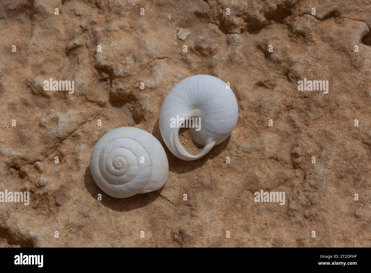 Sphincterochila is a genus of air-breathing land snails, terrestrial ...
