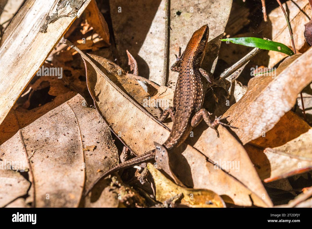 Carlia Crypta Skink in Natural Habitat, native to Queensland in ...