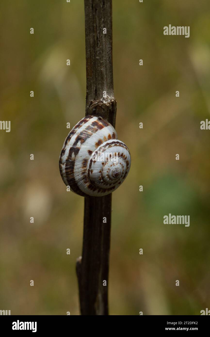 White garden snail -Theba pisana, white garden snail, sand hill snail ...
