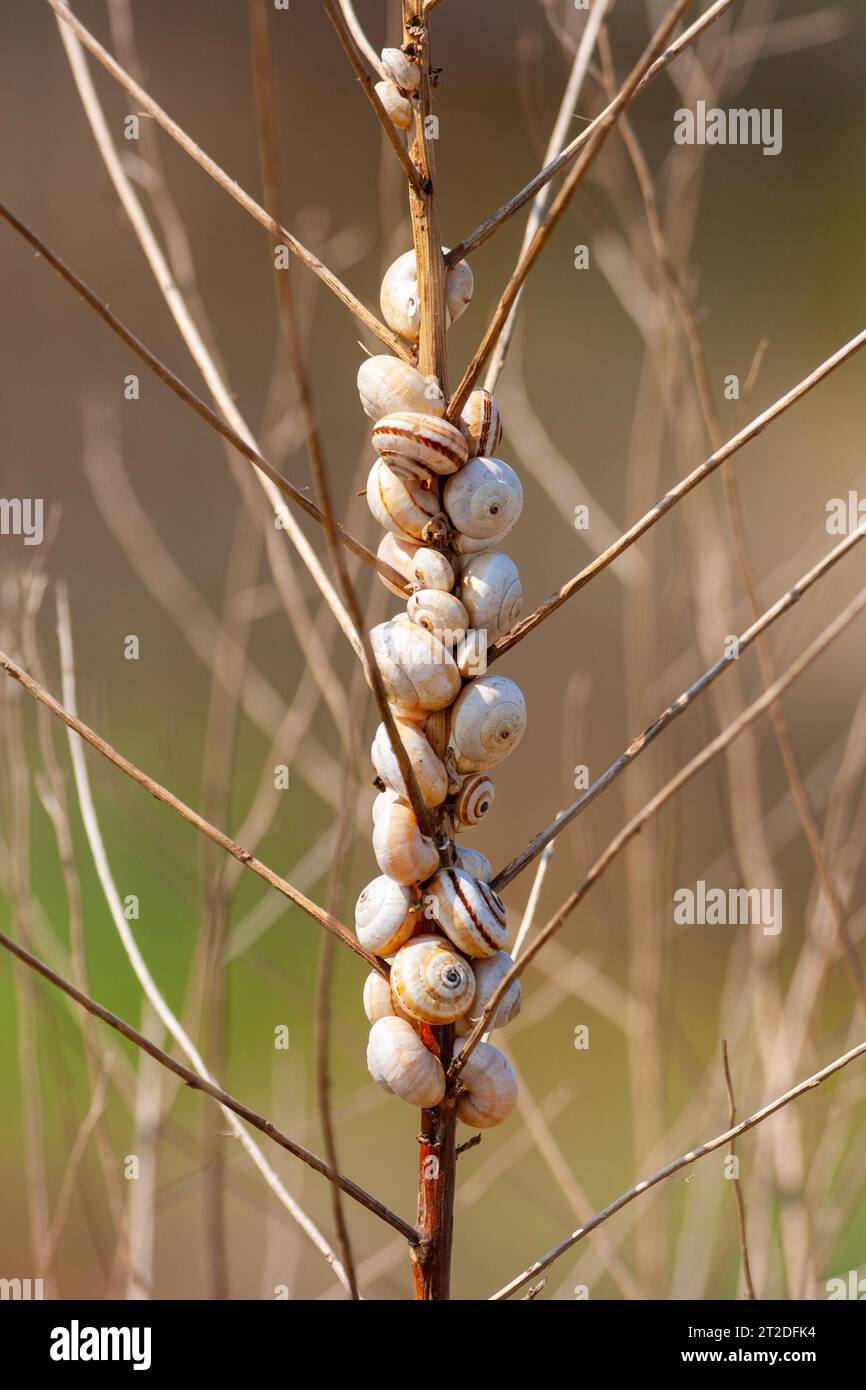White garden snail -Theba pisana, white garden snail, sand hill snail ...
