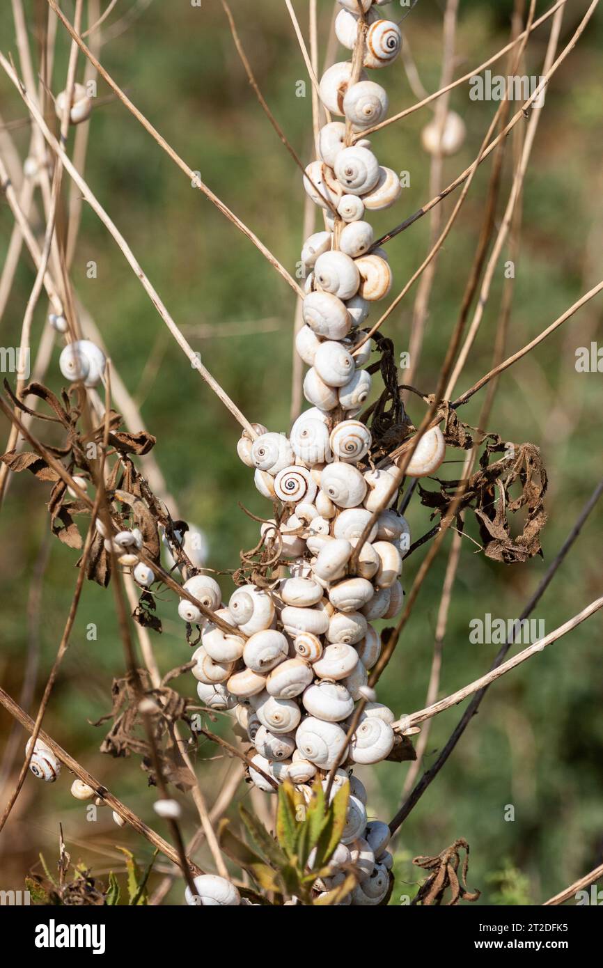 White garden snail -Theba pisana, white garden snail, sand hill snail ...