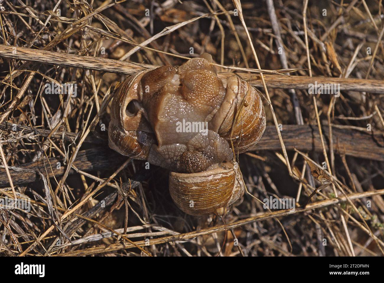 Land Snail Helix engaddensis engaddensis mating Stock Photo - Alamy