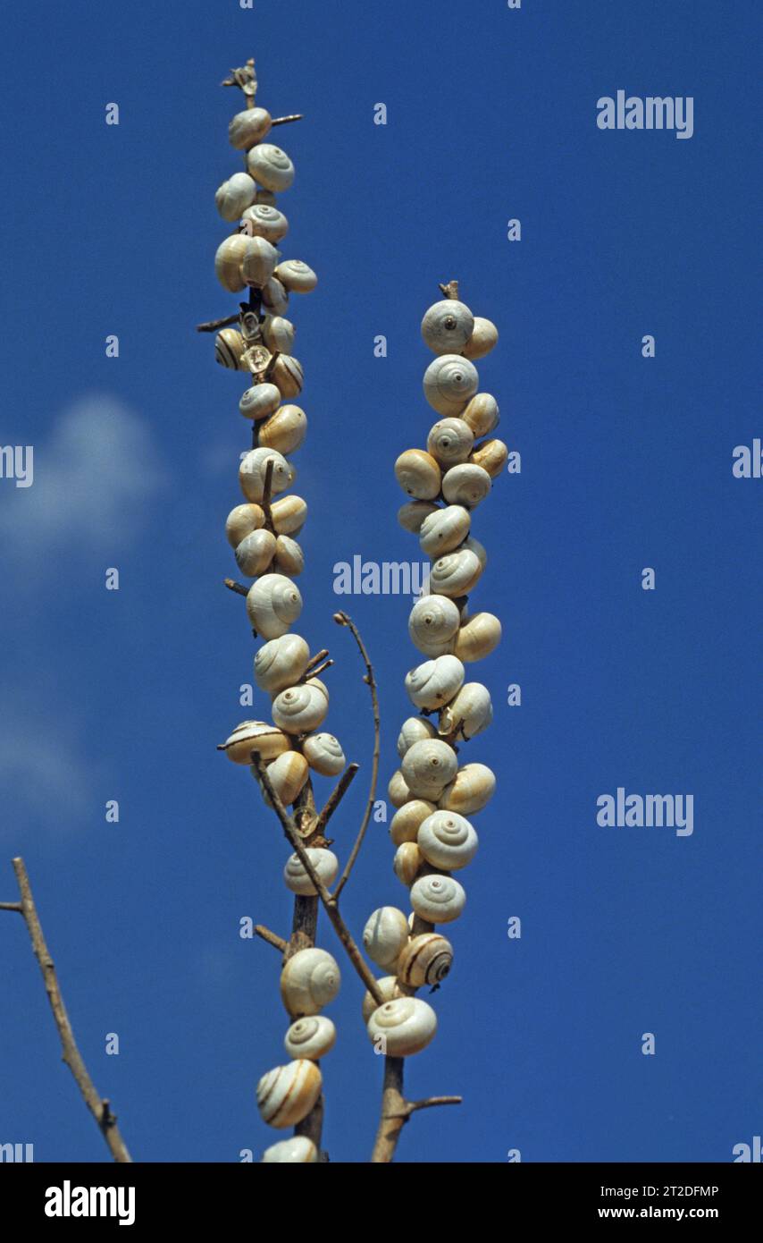 White garden snail -Theba pisana, white garden snail, sand hill snail ...