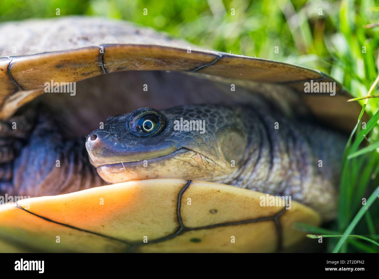 Portrait of Chelodina canni turtle in its shell Stock Photo - Alamy