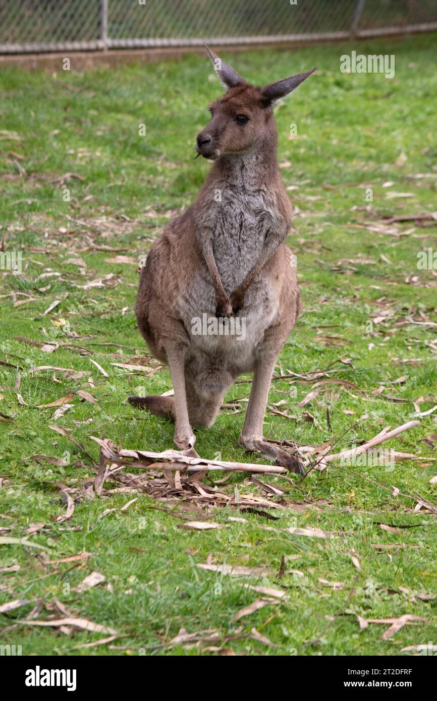 Western grey kangaroos have short hair, powerful hind legs, small ...