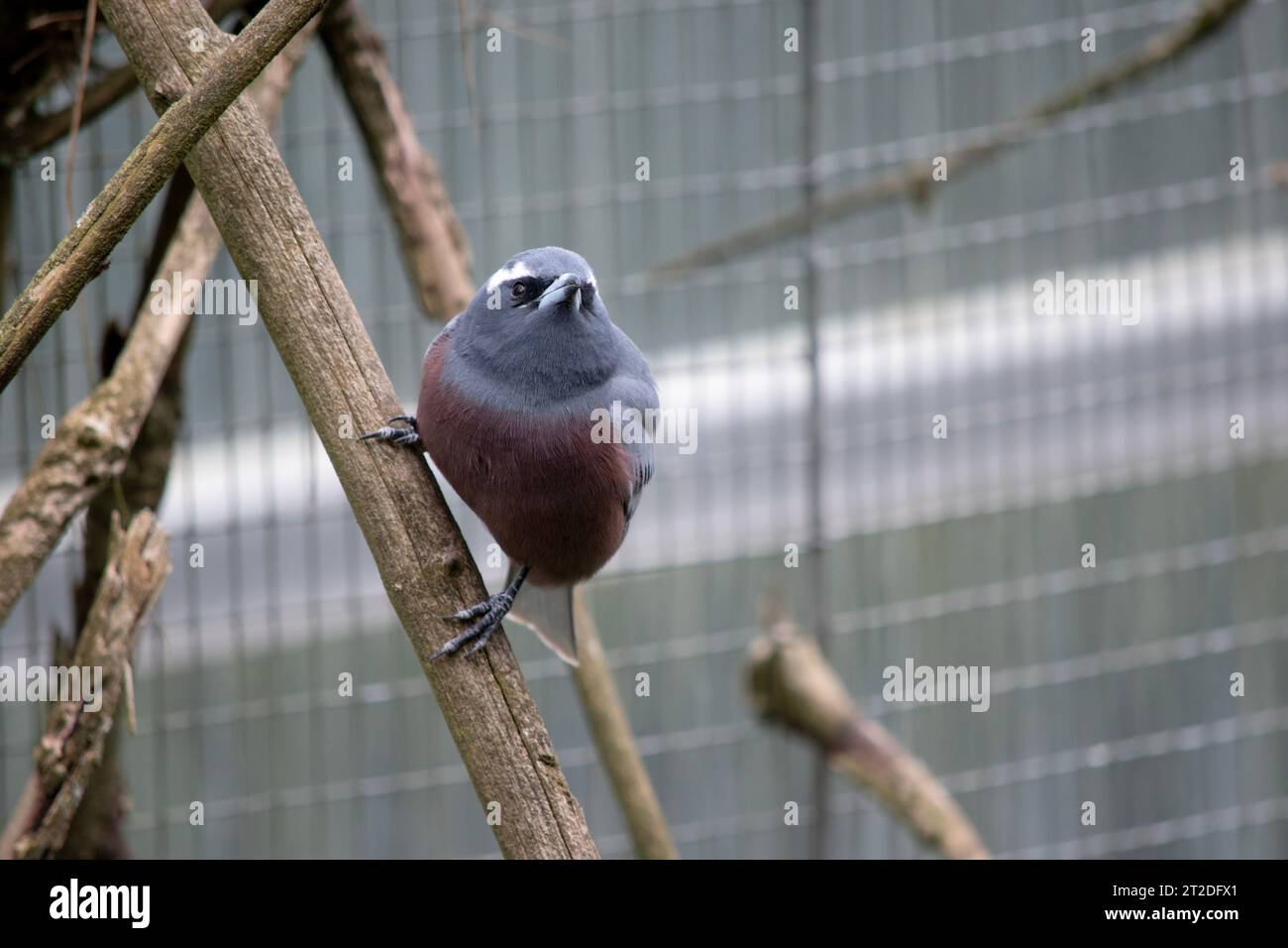 The white browed woodswallow is a grey bird with a black face and white ...