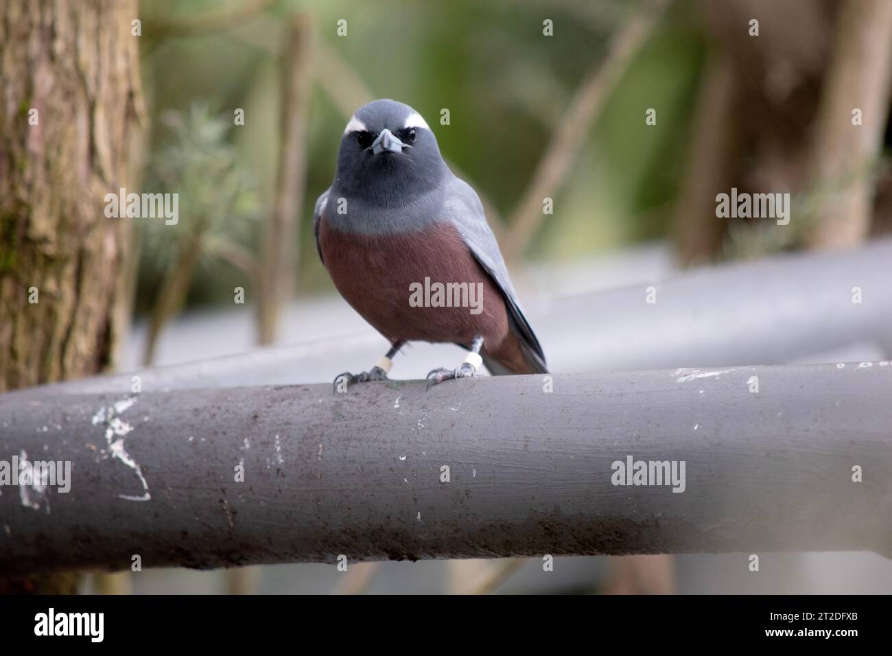 The white browed woodswallow is a grey bird with a black face and white ...