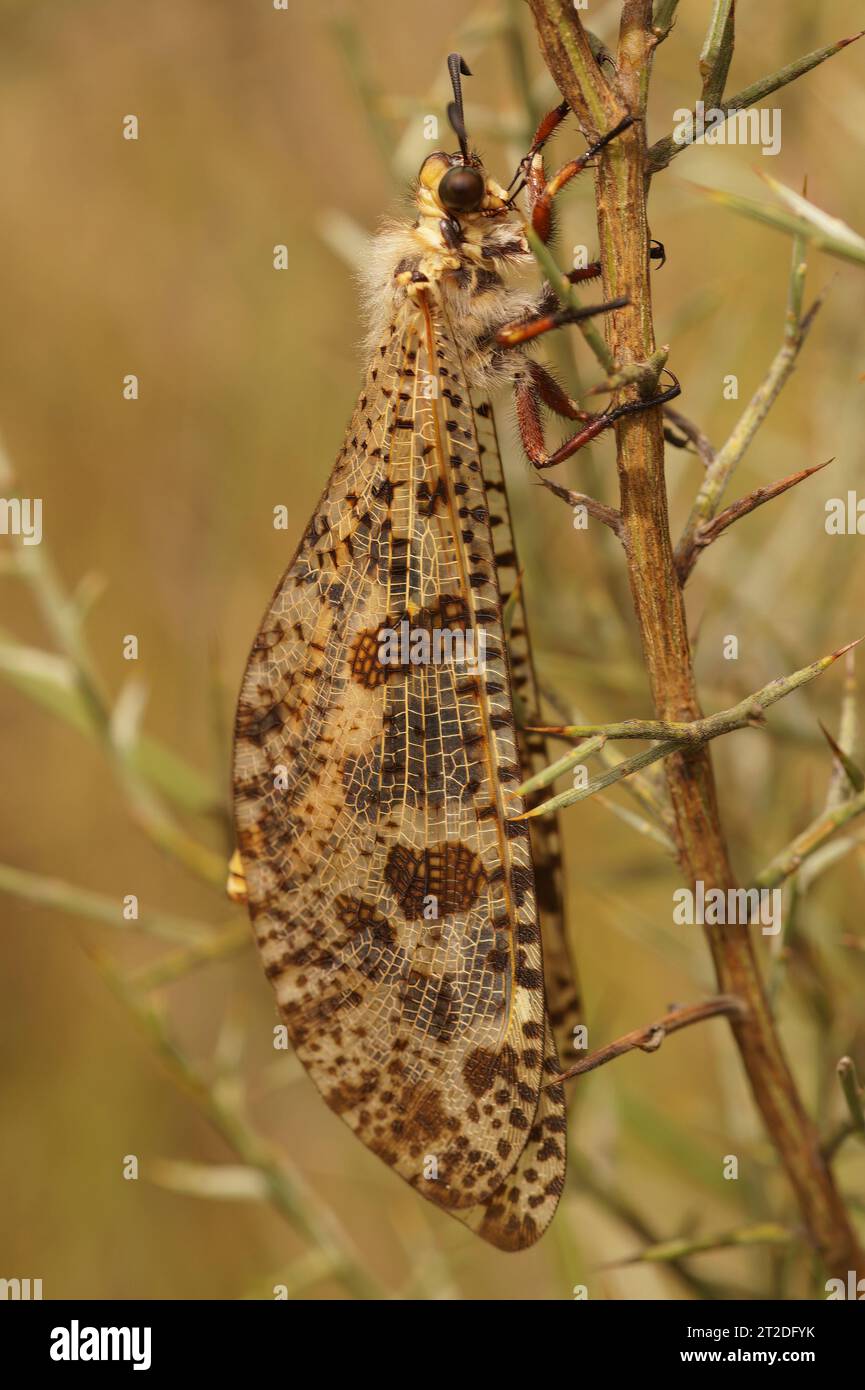 Vertical closeup on a giant Mediterranean antlion insect, Palpares ...