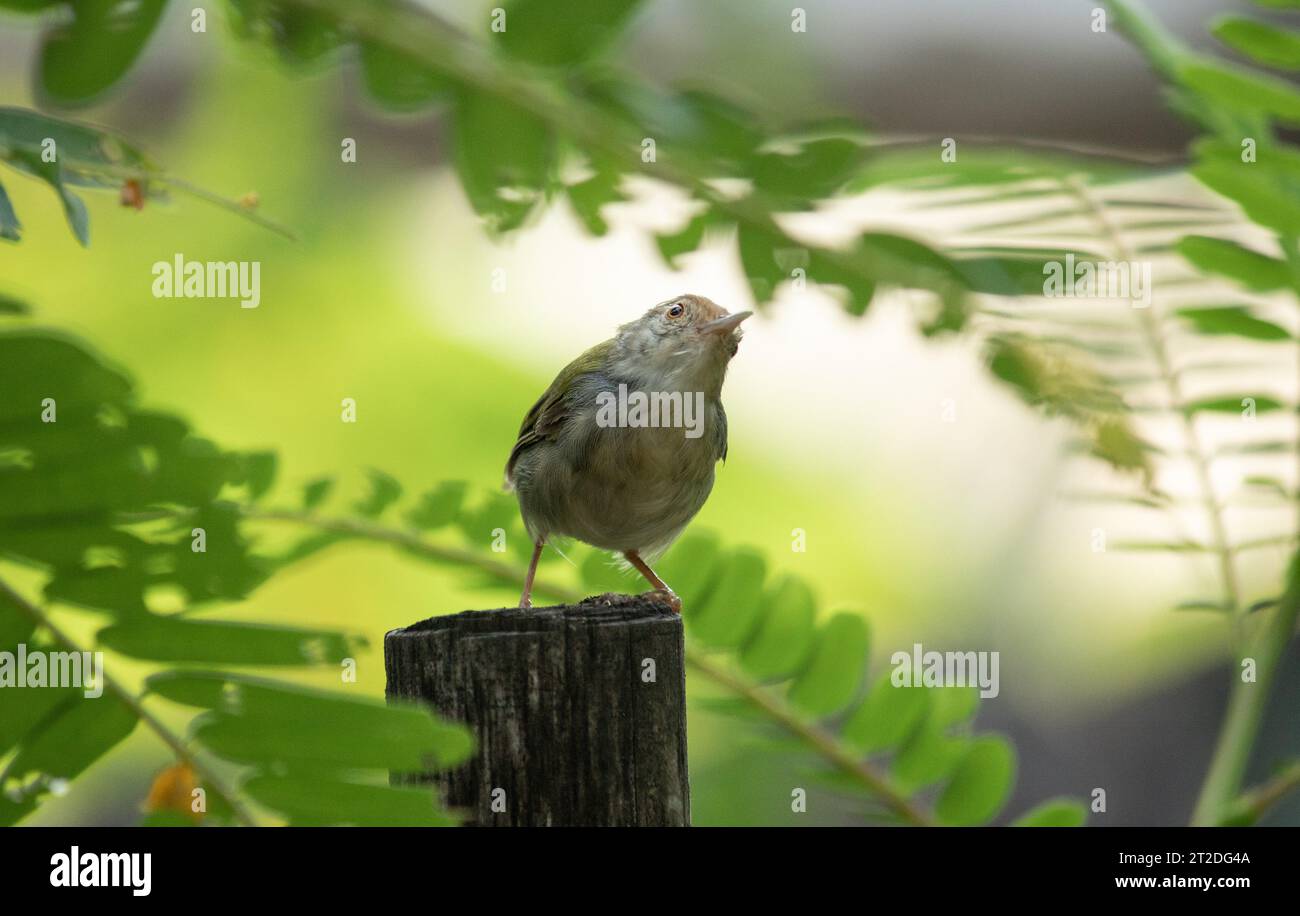Darzee bird hi-res stock photography and images - Alamy