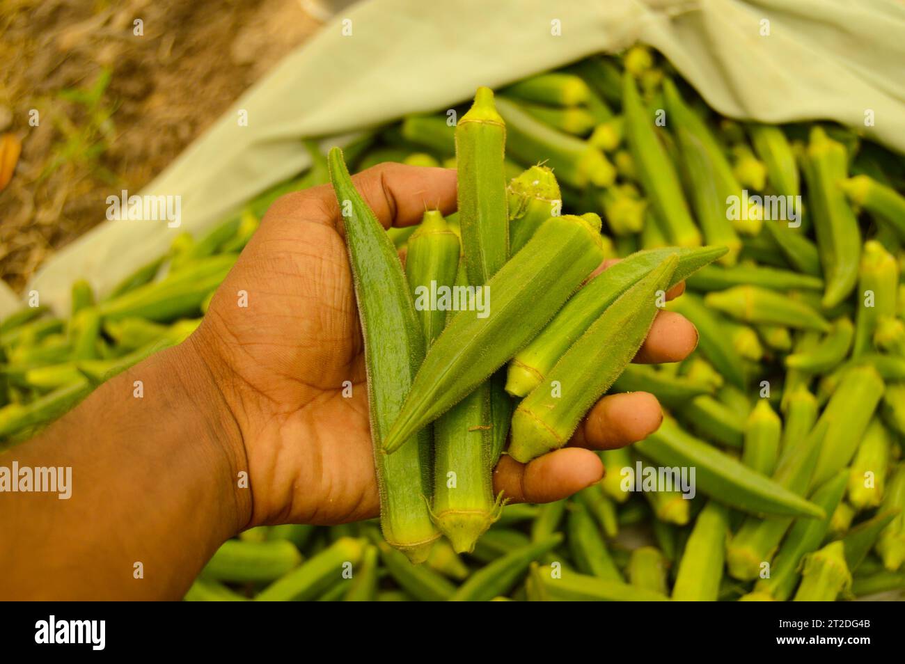 lady finger in the market. Stock of ladies finger. Okra vegetable ...