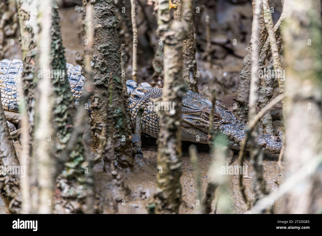 Saltwater crocodile, Crocodylus porosus, on the bank of a wild river near Cairns in Far North ...