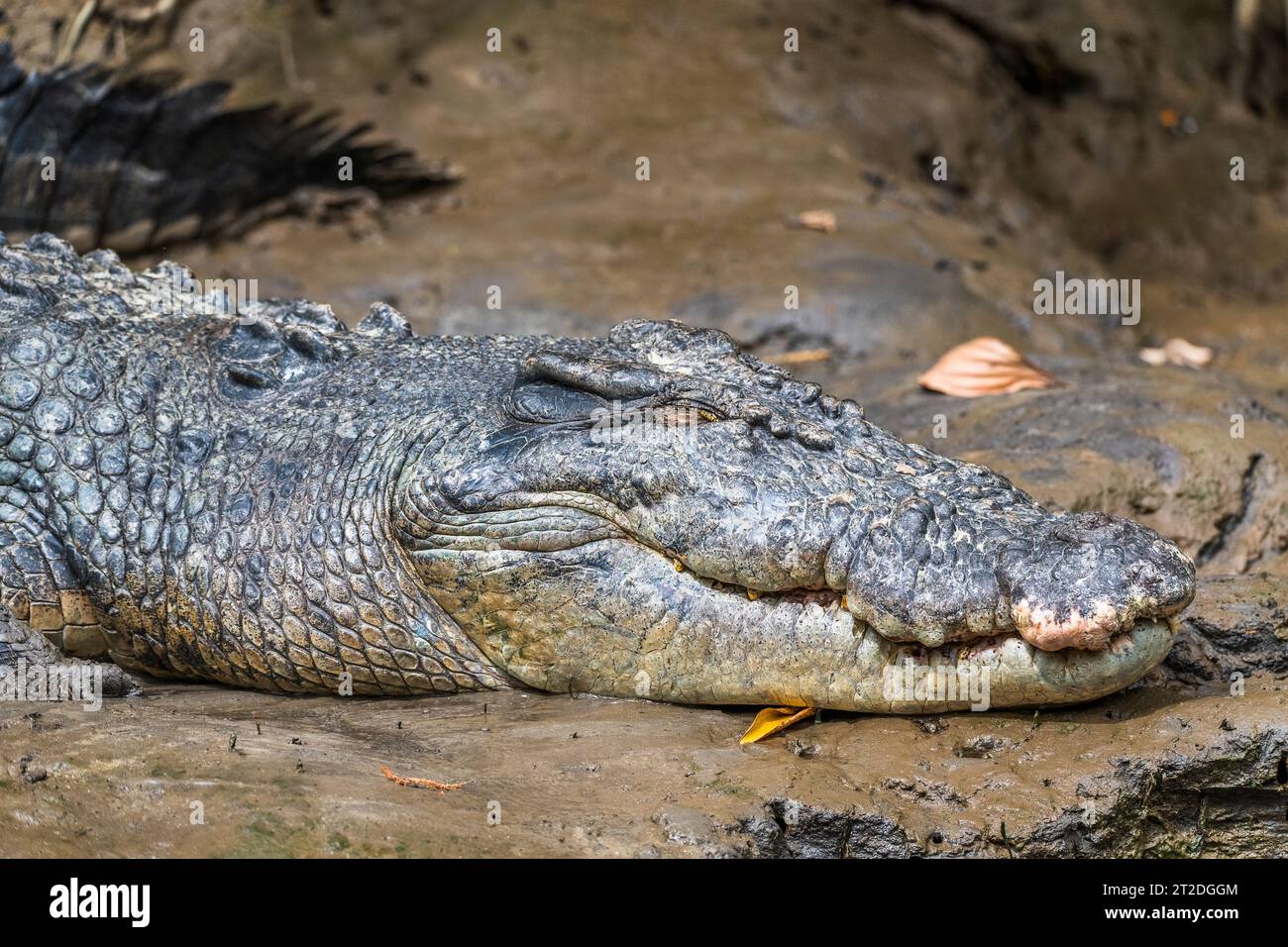 Saltwater crocodile, Crocodylus porosus, on the bank of a wild river near Cairns in Far North ...