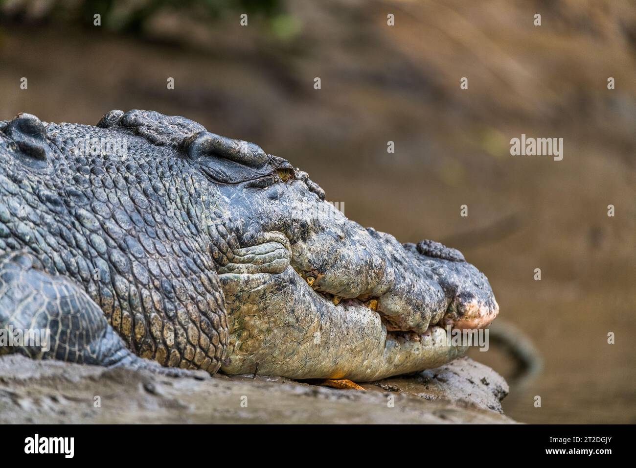 Saltwater crocodile, Crocodylus porosus, on the bank of a wild river near Cairns in Far North ...
