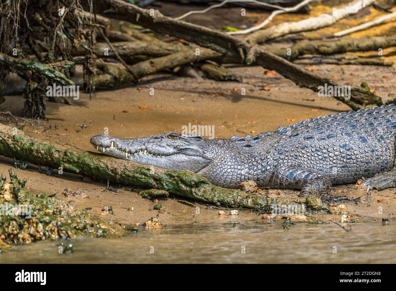 Saltwater crocodile, Crocodylus porosus, on the bank of a wild river near Cairns in Far North ...