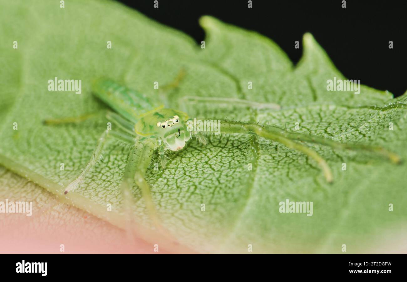 Oxytate striatipes, Grass crab spiders, Green crab spider on green leaf ...