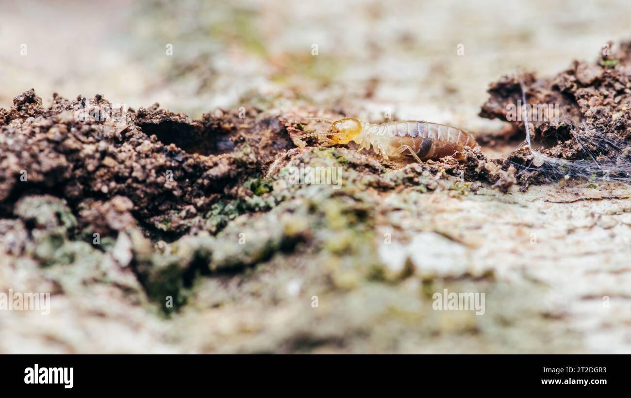 Close up of worker termites walking in nest on forest floor, Termites ...