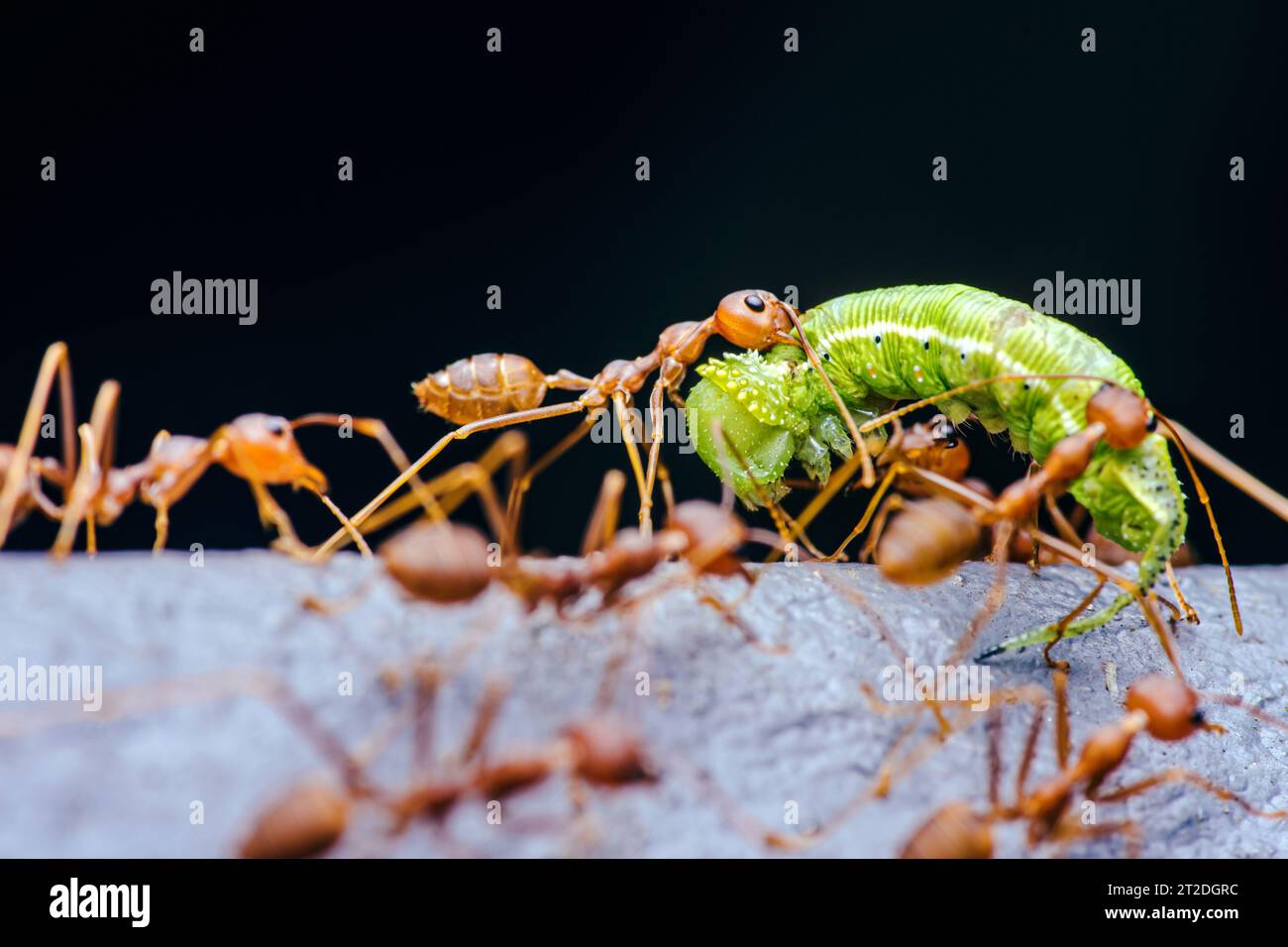 Red ants team is moving the prey, Red ants is team work, Selective ...