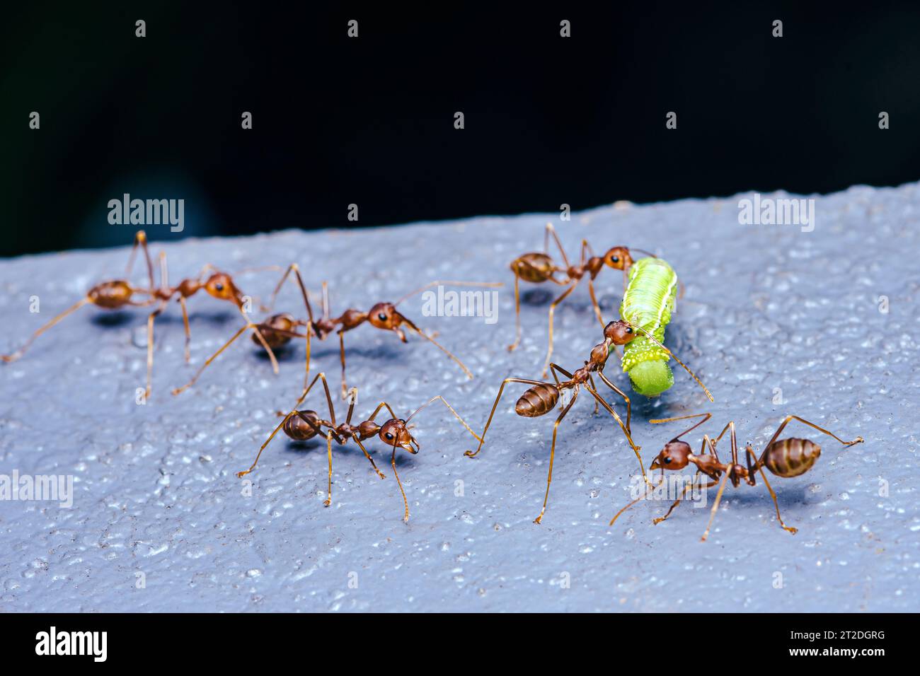 Red ants team is moving the prey, Red ants is team work, Selective ...