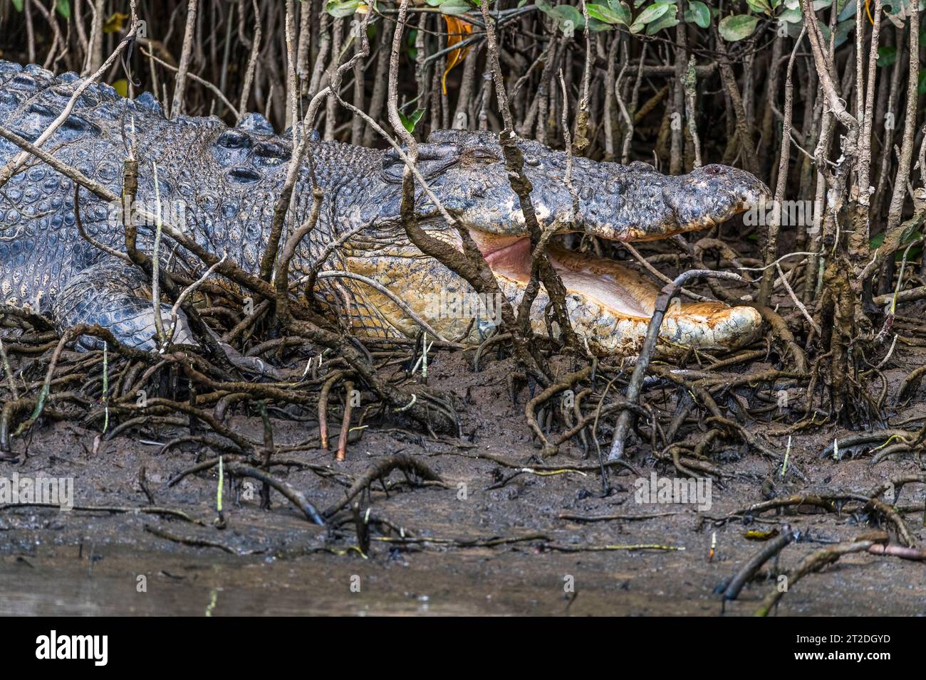Saltwater crocodile, Crocodylus porosus, on the bank of a wild river near Cairns in Far North ...