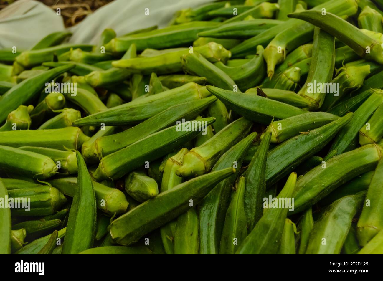 lady finger in the market. Stock of ladies finger. Okra vegetable ...