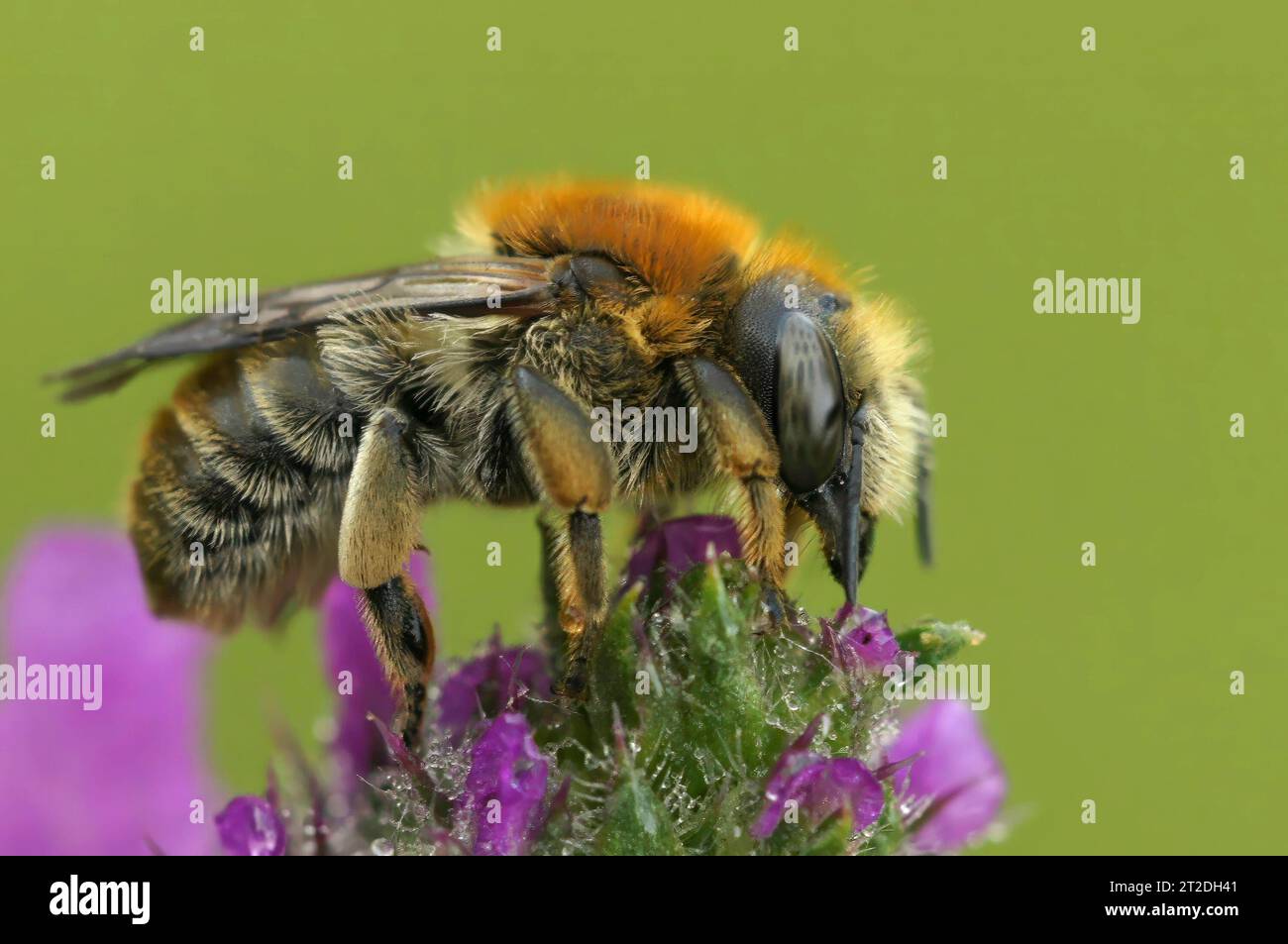 Closeup on a female of the rare byssal resin-leafcutter, Trachusa ...