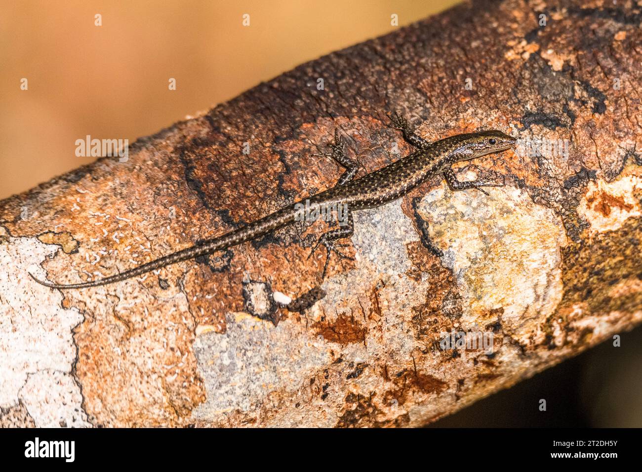Cryptoblepharus litoralis: Coastal Skink on the Shores of Australia ...