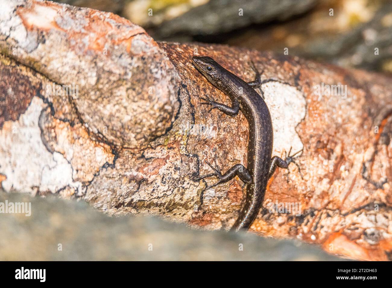 Cryptoblepharus litoralis: Coastal Skink on the Shores of Australia ...