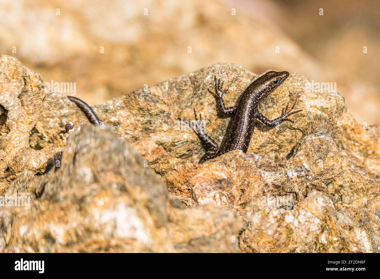 Cryptoblepharus litoralis: Coastal Skink on the Shores of Australia ...