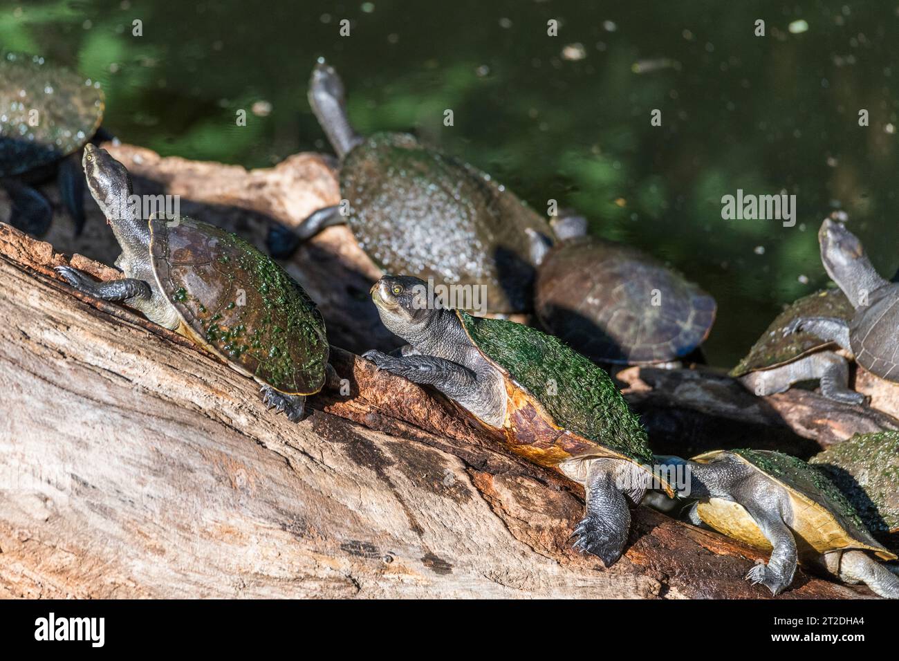 Emydura macquarii: Vibrant Macquarie Turtle in Freshwater Habitat Stock ...