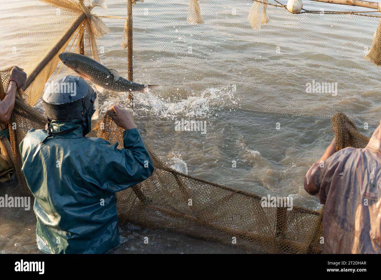Fisherman using nets catch fish hi-res stock photography and images - Alamy