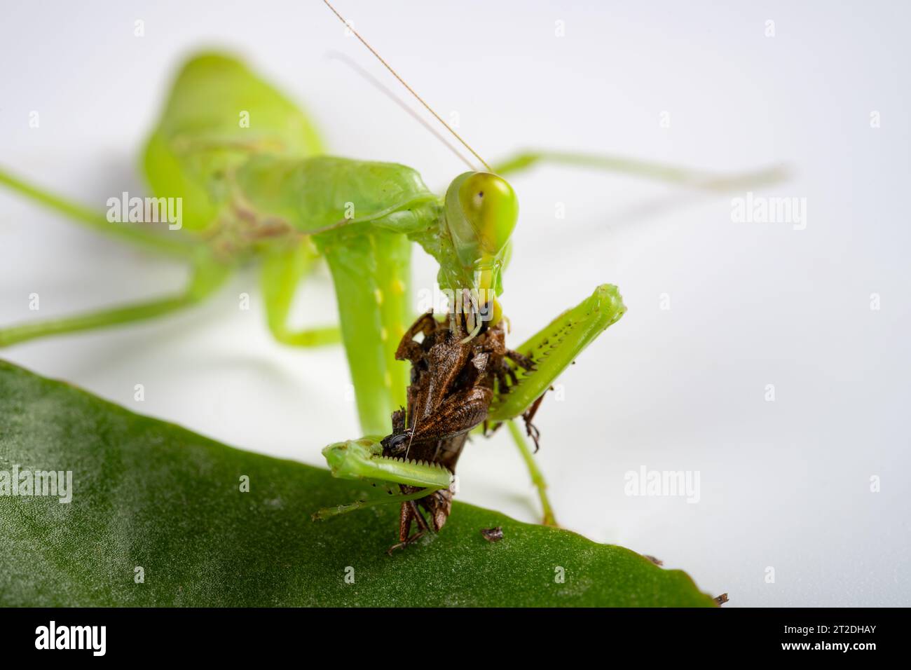 mantis eating grasshopper close up at horizontal composition Stock ...