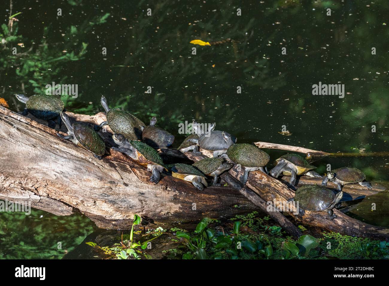 Australian macquarie turtle hi-res stock photography and images - Alamy