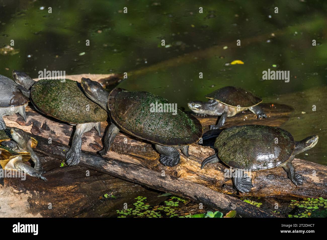 Australian macquarie turtle hi-res stock photography and images - Alamy