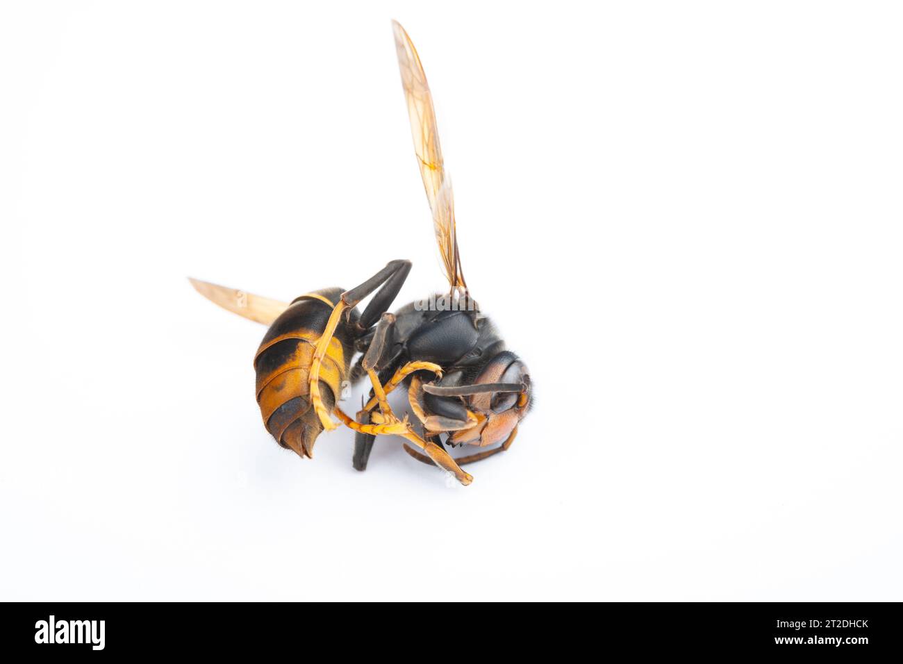 side view dead wasp on a white background Stock Photo - Alamy