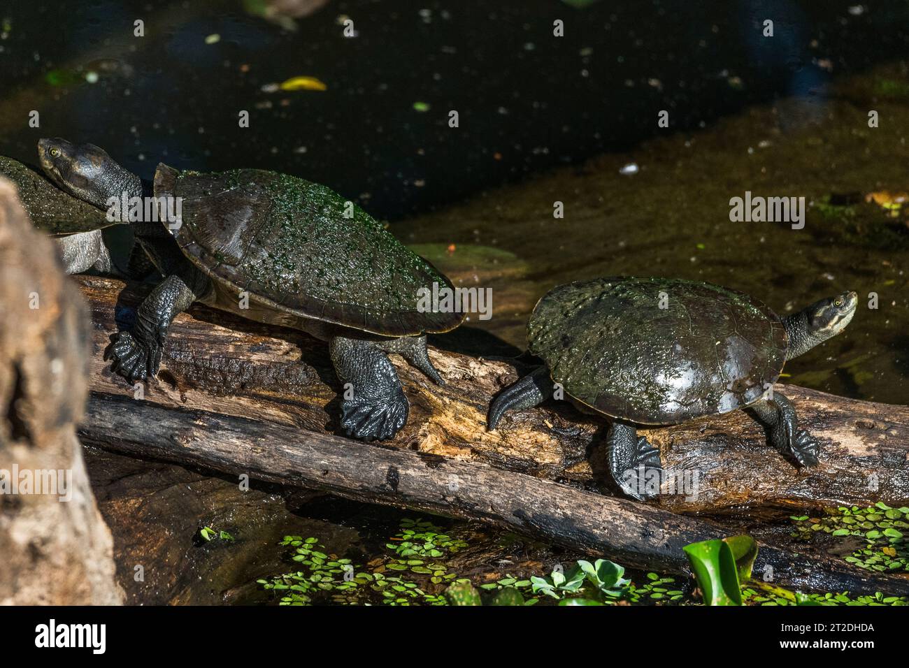 Australian macquarie turtle hi-res stock photography and images - Alamy