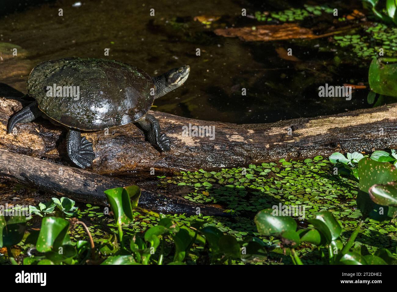 Australian macquarie turtle hi-res stock photography and images - Alamy