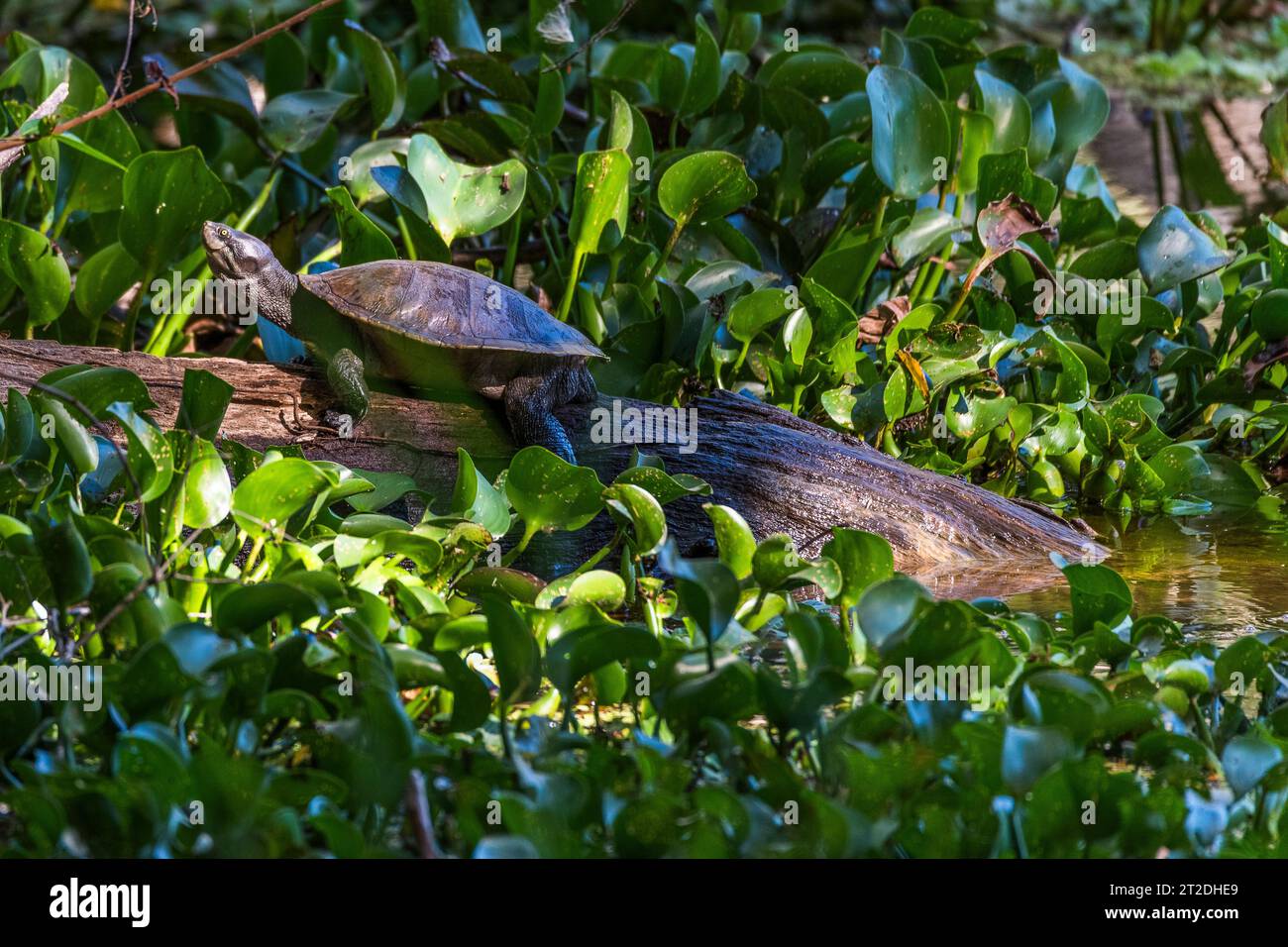 Australian macquarie turtle hi-res stock photography and images - Alamy