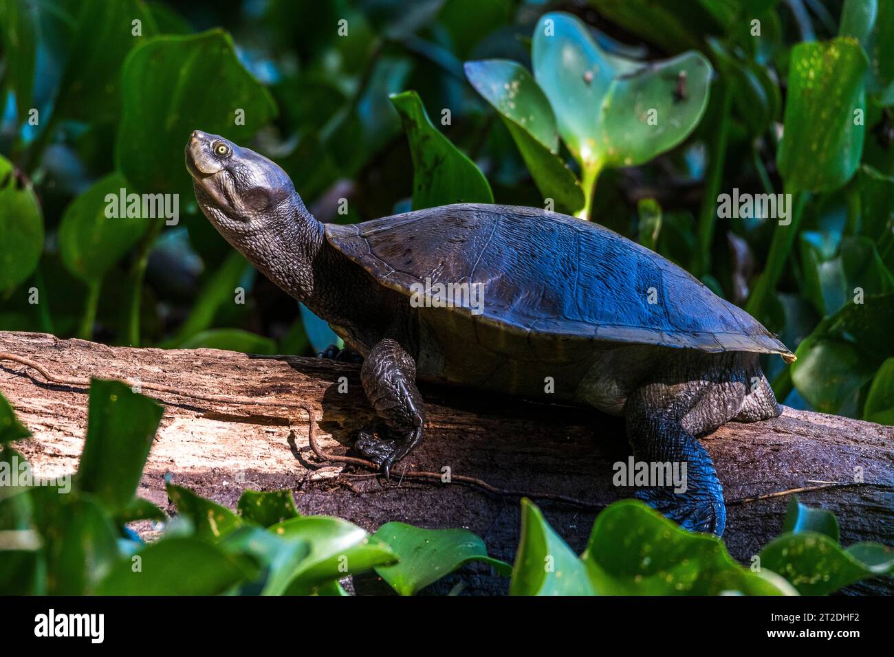 Australian macquarie turtle hi-res stock photography and images - Alamy