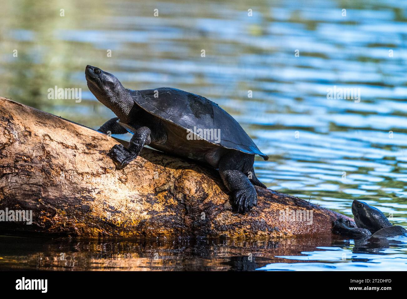 Emydura macquarii: Vibrant Macquarie Turtle in Freshwater Habitat Stock ...