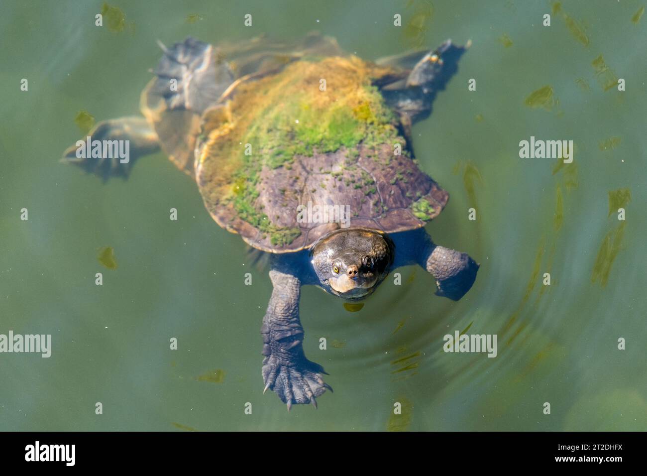 Australian macquarie turtle hi-res stock photography and images - Alamy