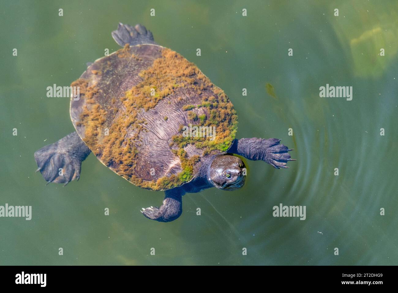 Emydura macquarii: Vibrant Macquarie Turtle in Freshwater Habitat Stock ...