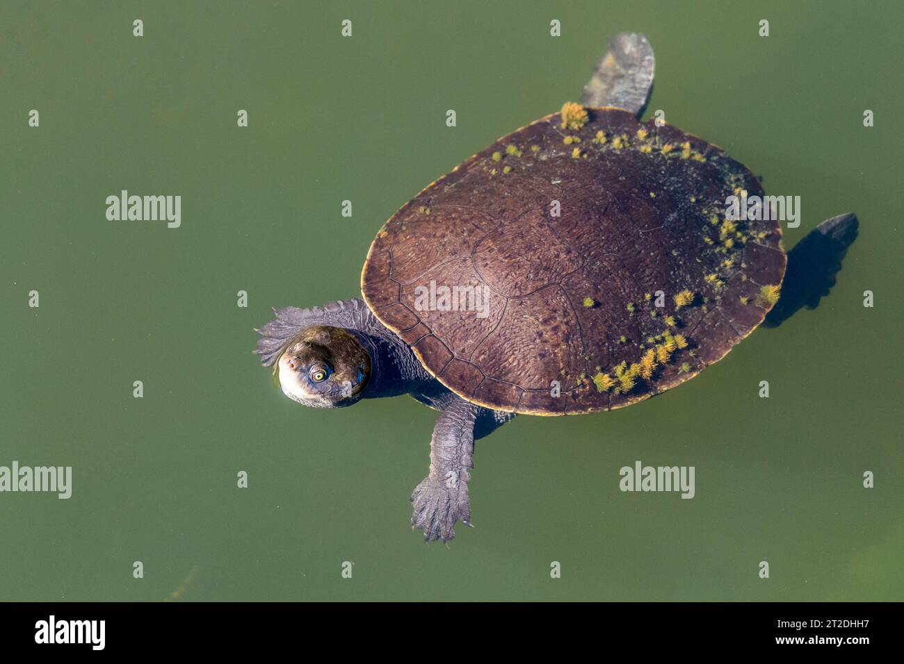 Australian macquarie turtle hi-res stock photography and images - Alamy
