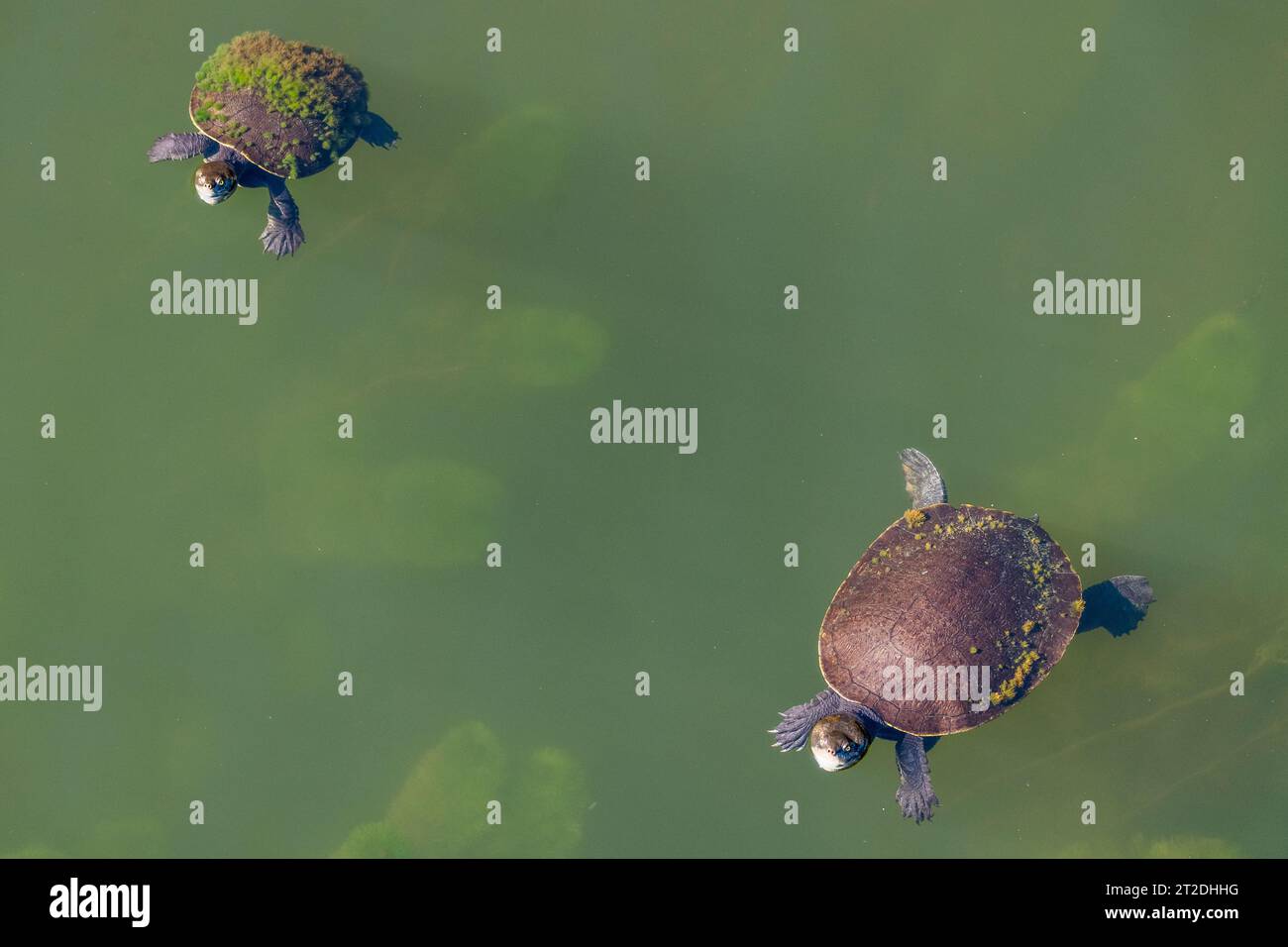 Freshwater ecosystems hi-res stock photography and images - Alamy